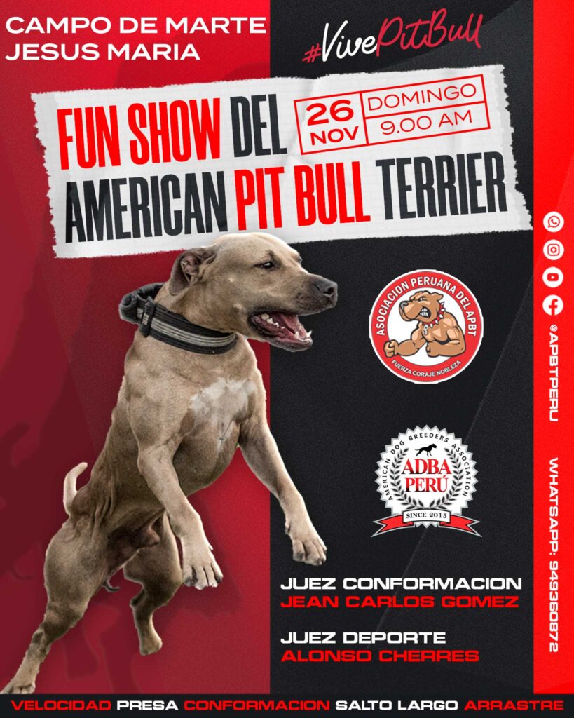 Fun Show del American Pit Bull Terrier – Vendo Peru